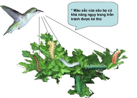 Quá trình hình thành quần thể thích nghi Sinh học 12 Sinh Học Tìm