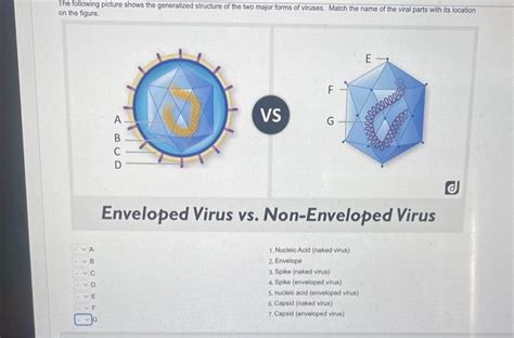 Solved The Following On The Figure VS D Enveloped Virus Chegg