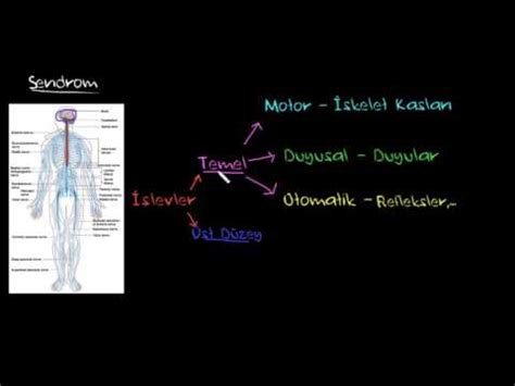 Sinir Sisteminin Fonksiyonları Sağlık Bilgisi ve Tıp Khan Academy