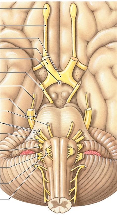 Cranial Nerves Pt Diagram Quizlet