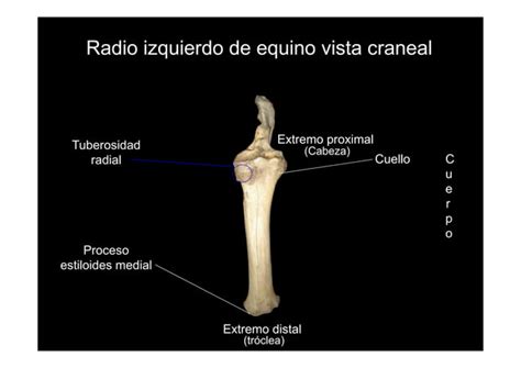 Osteología del miembro torácico Anatomía Veterinaria PPT Descarga