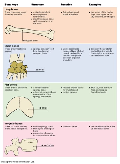 Types Of Bones Diagram Quizlet
