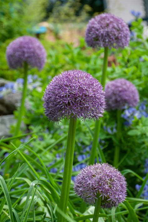 Allium Pinball Wizard Wholesale Prices Colorblends