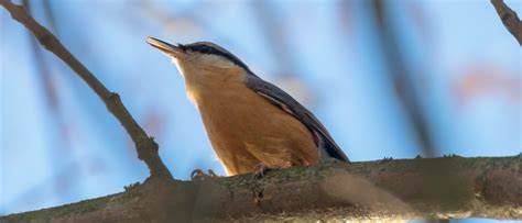 Wat Is Het Verschil Tussen Een Koolmees En Pimpelmees Vogel Blog