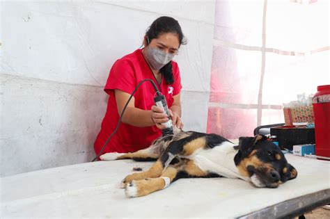 Ofrece DIF Tlalnepantla servicio gratuito de esterilización de mascotas
