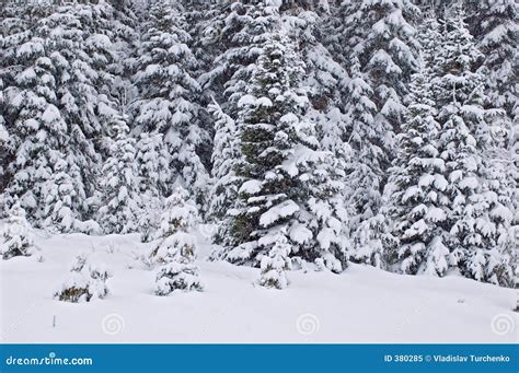Árboles nevados imagen de archivo Imagen de ventisquero 380285