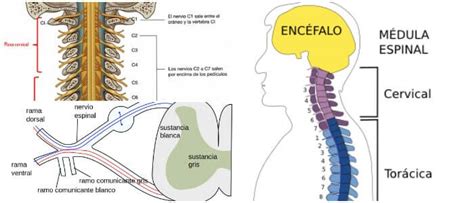 Nervios Raquídeos Qué Son Estructura y Sus Diferentes Funciones
