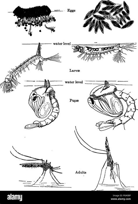 Anopheles Mosquito Illustrations Black And White Stock Photos Images
