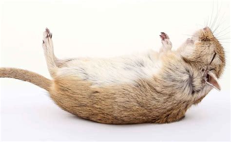 Comment Se D Barrasser Des Rats Action Hygi Ne