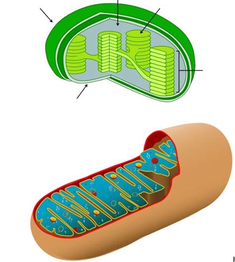 Cell Structure And Function Diagram Quizlet