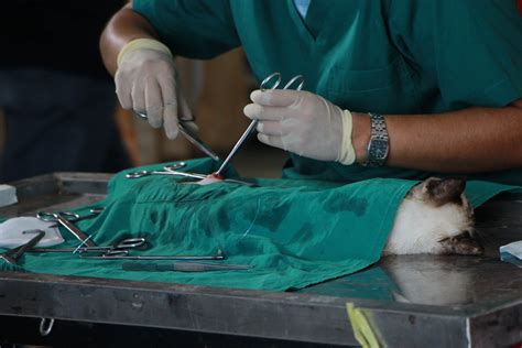 Déroulement dune chirurgie Union Professionnelle Vétérinaire