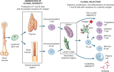 Pathophysiology Chapter Adaptive Immunity Flashcards Quizlet