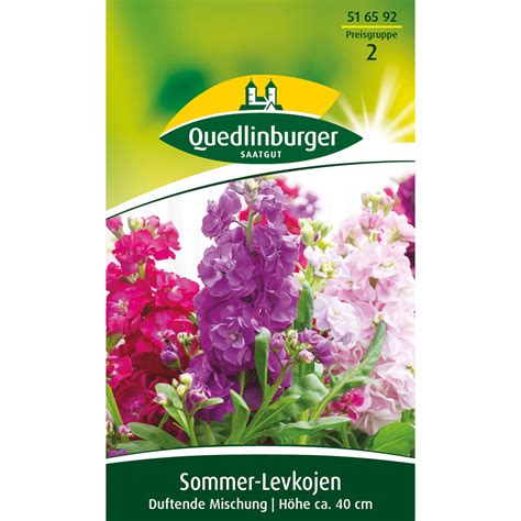 Quedlinburger Sommer Levkojen Duftende Mischung Kaufen Bei OBI