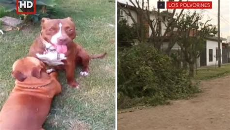 Argentina delincuente demanda a dueña de perros por ataque que sufrió