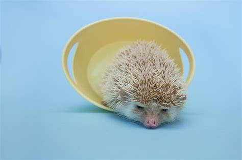 Pequeño erizo pigmeo africano saliendo de una cesta Foto Premium