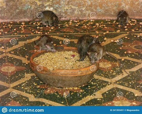 Several Rats Eat Corn In A Room Of The Karni Mata Rat Temple In Deshnok