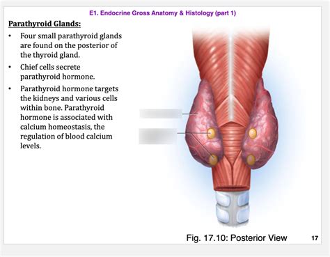 Parathyroid Glands Diagram Quizlet