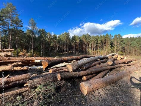 Wyrąb drzew wycinka lasu pod drogę drzewo wycinane drewno na opał
