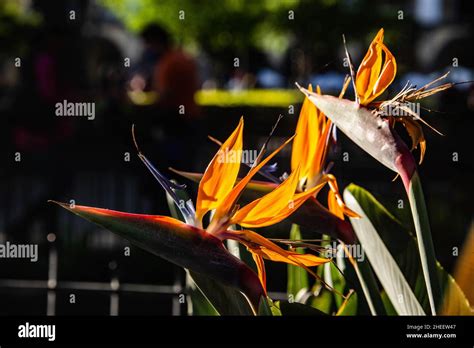 Flower Festival In Antigua Guatemala Stock Photo Alamy
