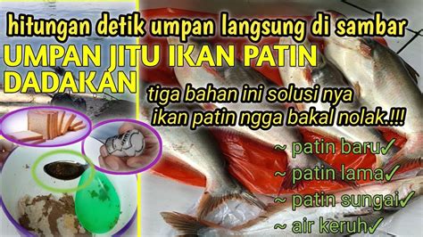 RACIKAN JITU UMPAN IKAN PATIN DADAKAN SOLUSI UMPAN PATIN SUSAH MAKAN