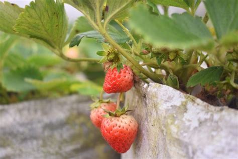 Aprende A Cultivar Fresas En Maceta Paso A Paso Libro De Ideas