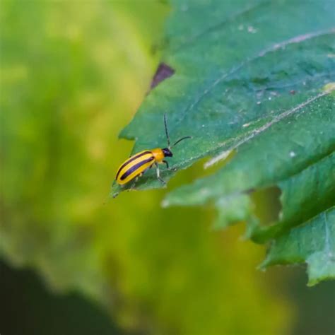 Acalymma vittatum Fakta Kost Livsmiljö Bilder på Animalia bio