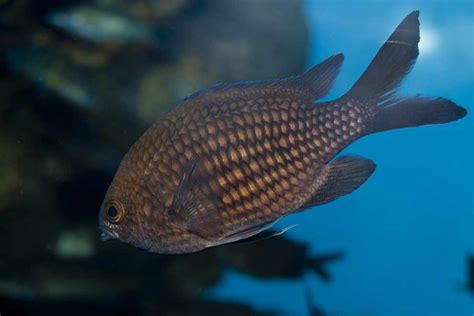 Galeria zdjęć Chromis kasztanowy medianauka pl