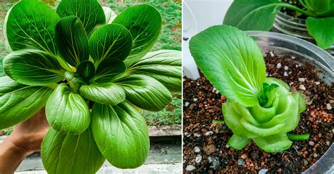 Pokok Durian Belanda Dalam Pasu 15 Pokok Dalam Pasu Ideas Plants Good