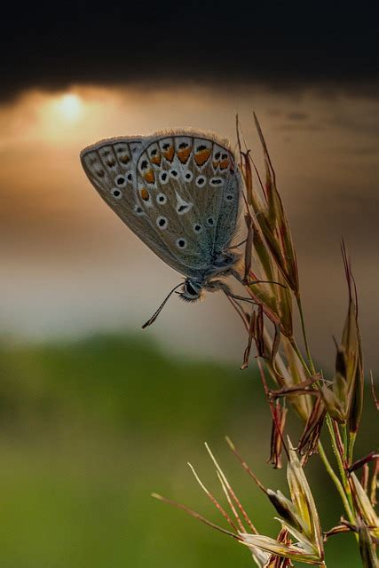 Motyl Owad Pospolity Niebieski Darmowe zdjęcie na Pixabay Pixabay