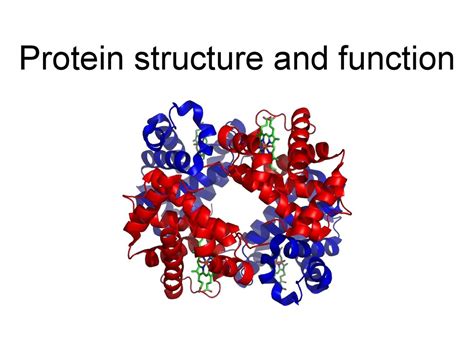 Protein Structure And Function Diagram