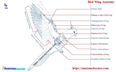 Bird Wing Anatomy With A Diagram Bones Muscles Joints And Vessels