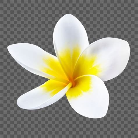 Plumeria Png Flower Sticker Transparent Free Png Rawpixel