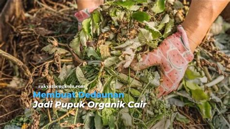 Cara Membuat Pupuk Organik Cair Dari Dedaunan Sederhana Tapi Baik