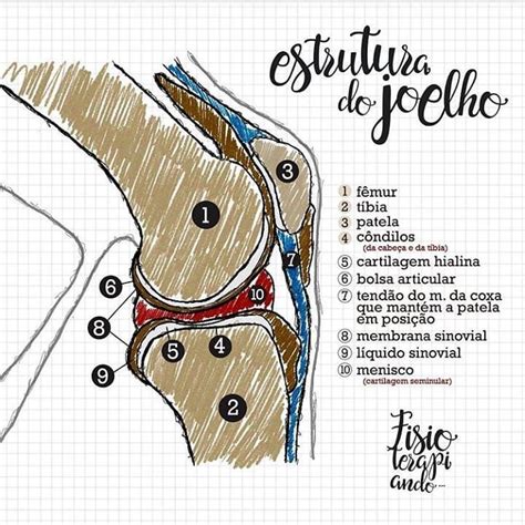O Joelho Uma Articula O Complexa Formada Pela Extremidade Distal Do
