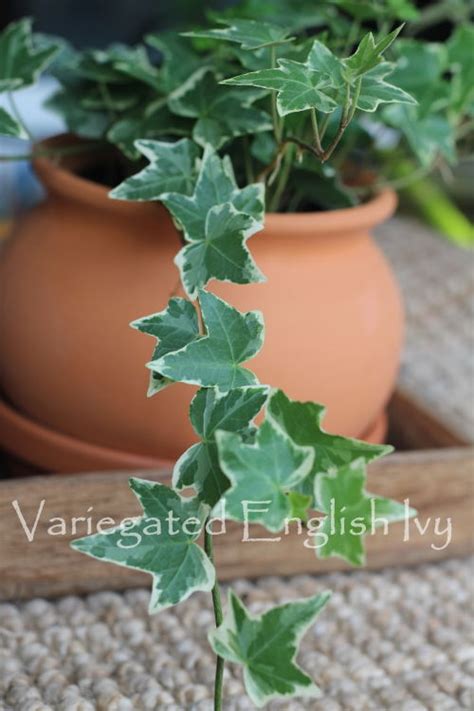 Ivy Plant Care 101 How To Grow Ivy Indoors Bob Vila 42 OFF