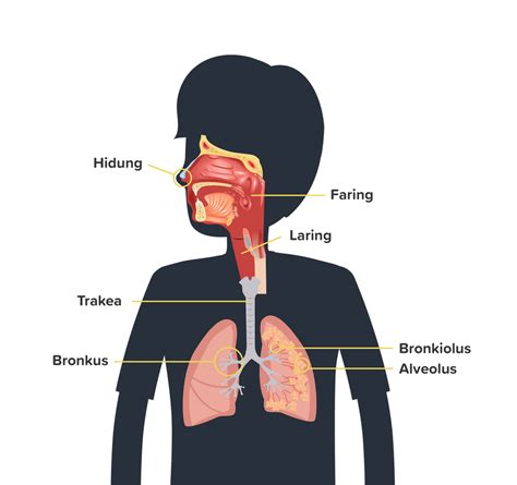 Perhatikan Beberapa Organ Pernapasan Manusiaberiku