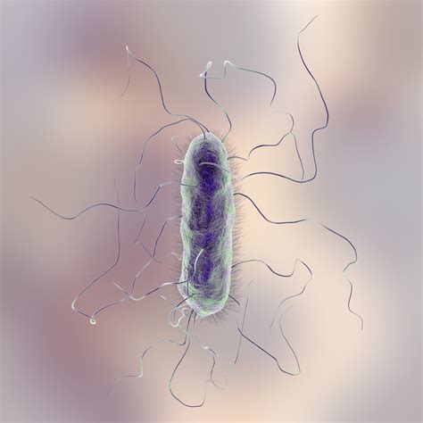 Proteus Mirabilis La Enfermedad De La Sonda Vesical Urocran