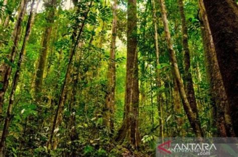 DPR Penyebab Kerusakan Hutan Karena Ulah Masyarakat Pilar ID