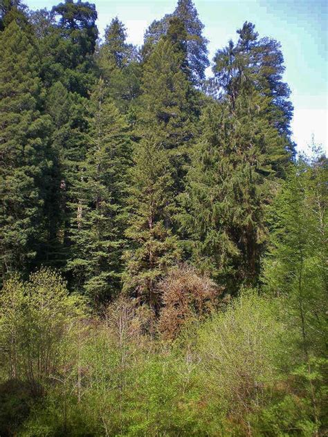 Urban Landscape Native Landscape Prairie Creek Redwoods State Park