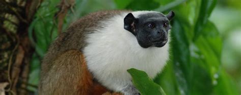 O Fascinante Mundo dos Macacos Animália Park