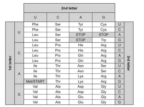 Mock Exam Ib Dp Biology Sl Paper Set