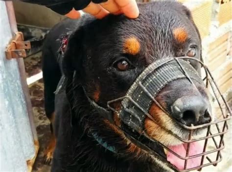 Justiça condena responsável por cães que invadiram terreno e mataram