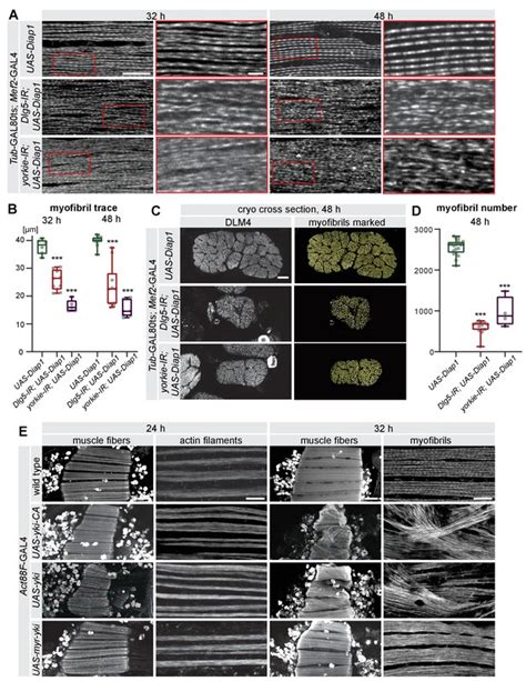 Figures And Data In The Hippo Pathway Controls Myofibril Assembly And