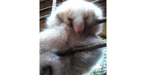 Nació un oso hormiguero en el zoológico de Maturín El Estímulo