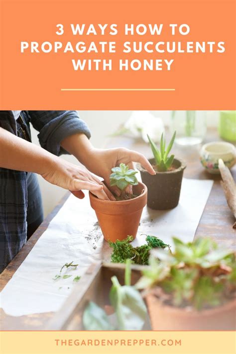 3 Ways To Propagate Succulents With Honey