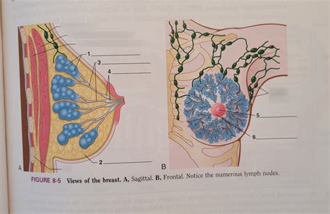 Diagram Of Breasts Quizlet