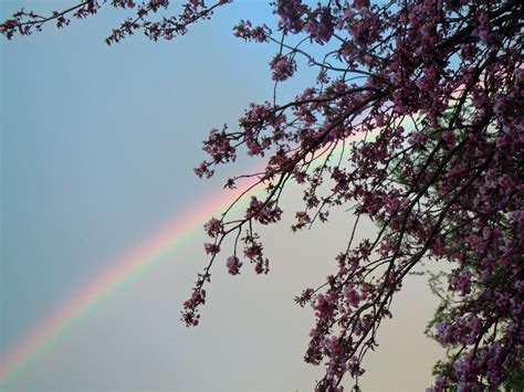 Kostenlose foto Baum Natur Ast blühen Wolke Pflanze Himmel