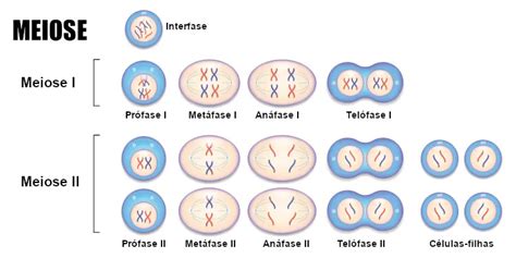 Meiose o que é resumo fases e diferenças da mitose Resumos Só Escola
