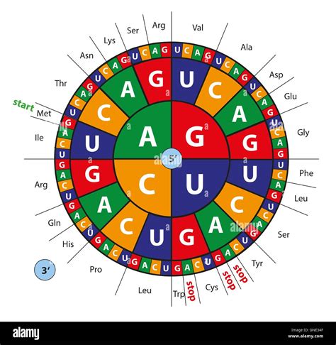 Codon Chart And Wheel