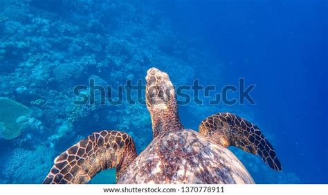 Hawksbill Sea Turtle Ascends Surface Breathe Stock Photo 1370778911